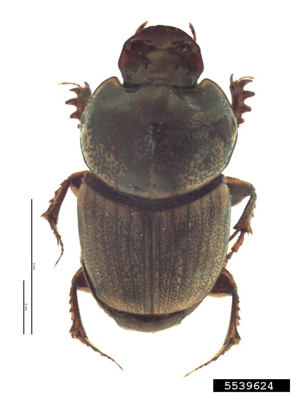 Sri Lankan dung beetle (Onthophagus sagittarius)