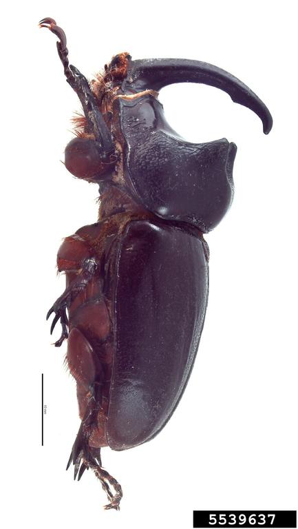 centaur rhinoceros beetle (Oryctes centaurus Sternberg)