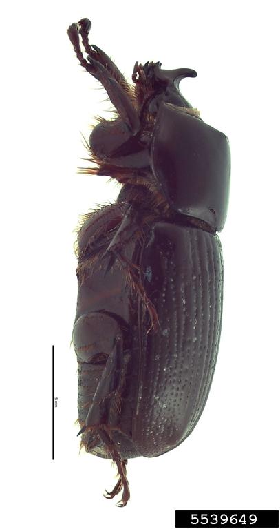 taro beetle (Papuana biroi)