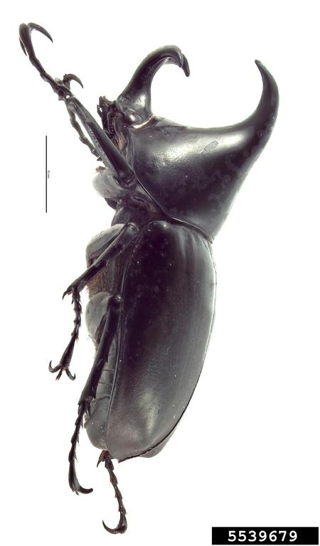 Australian elephant beetle (Xylotrupes ulysses Guerin-Meneville)