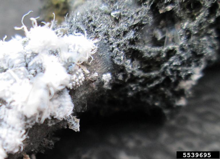 woolly alder aphid (Prociphilus tessellatus)