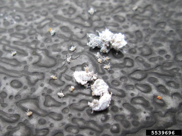 woolly alder aphid (Prociphilus tessellatus (Fitch, 1851))