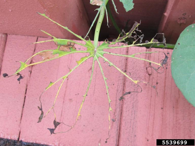 Argid sawflies (Family Argidae)