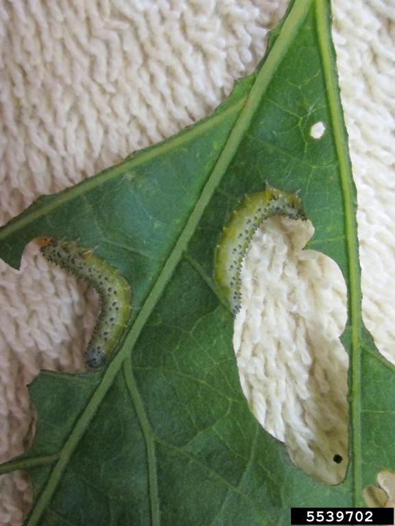 Argid sawflies (Family Argidae)