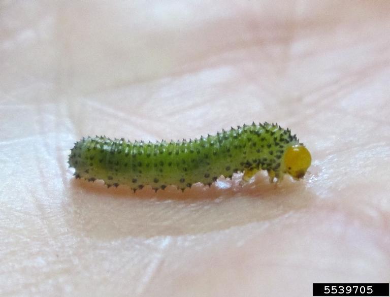 Argid sawflies (Family Argidae)