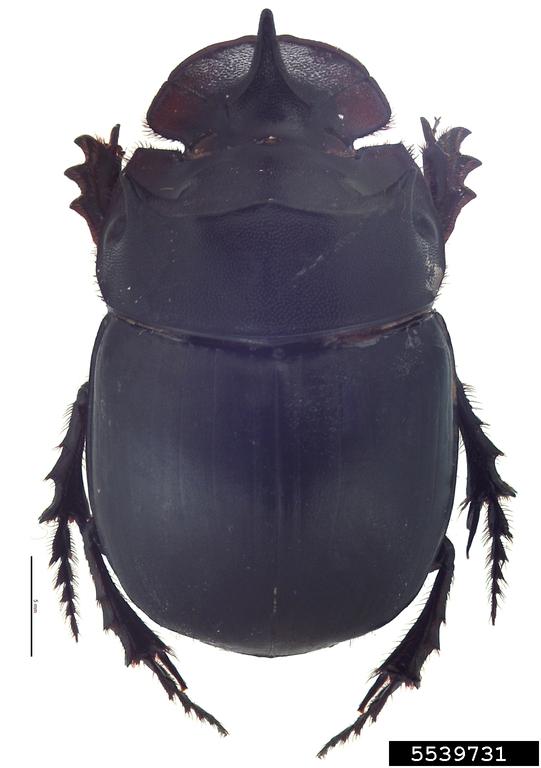 molossus dung beetle (Catharsius molossus)