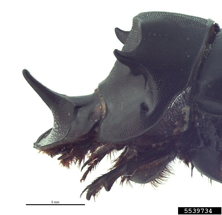 molossus dung beetle (Catharsius molossus)