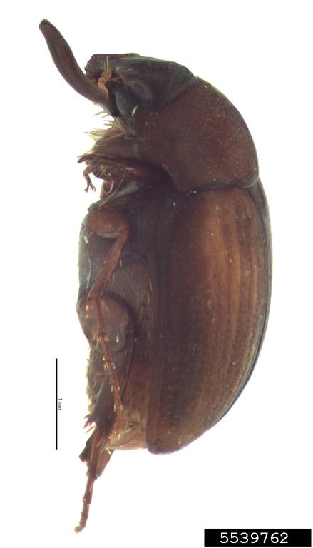 Guam pygmy may beetle (Microserica guamensis)