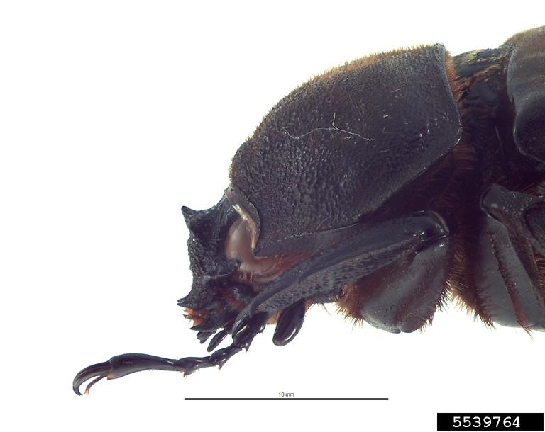 Japanese rhinoceros beetle (Trypoxylus dichotomus (Linnaeus, 1771))