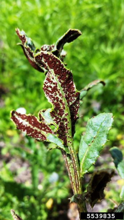 rust (Puccinia punctiformis (F. Strauss) Röhl.)