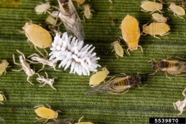 sugarcane aphid (Melanaphis sacchari (Zehntner, 1897))