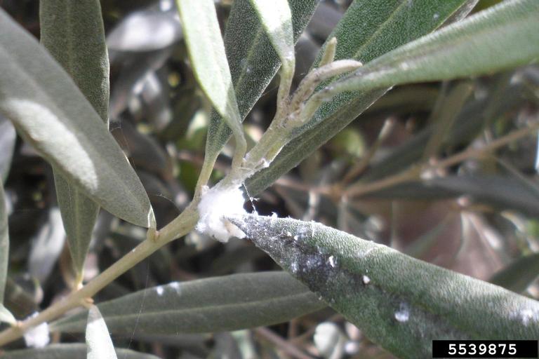 psyllid (Euphyllura olivina (Costa, 1839))