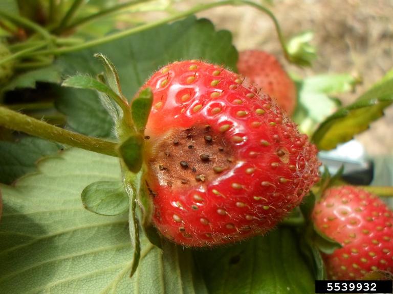 anthracnose (Genus Colletotrichum Corda)