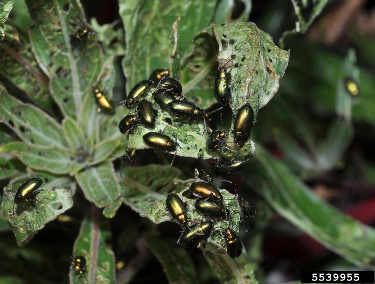 apple flea beetle (Altica foliaceae)
