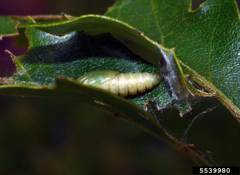oak leafroller (Archips semiferana)