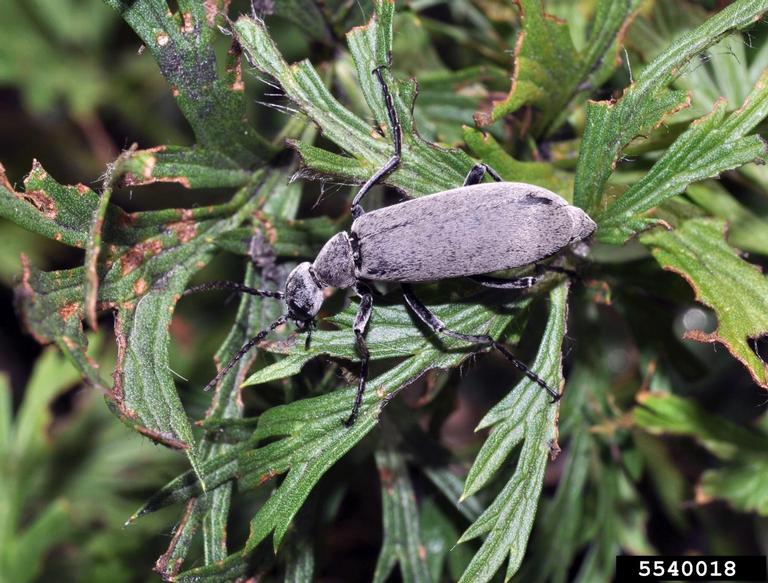 blister beetles (Family Meloidae)