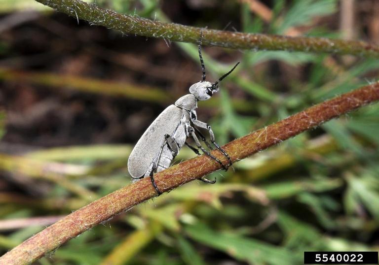blister beetles (Family Meloidae)