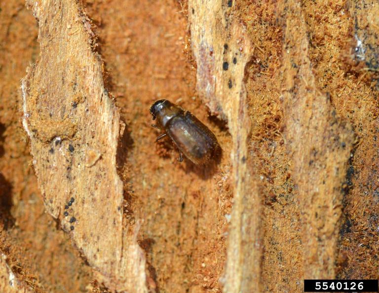 Douglas-fir beetle (Dendroctonus pseudotsugae)