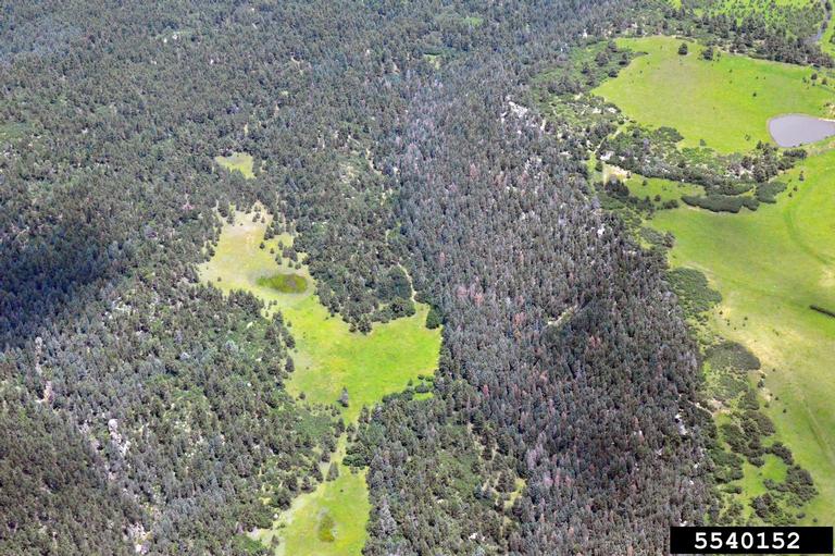 fir engraver (Scolytus ventralis ) on fir (Abies spp. ) - 5540152