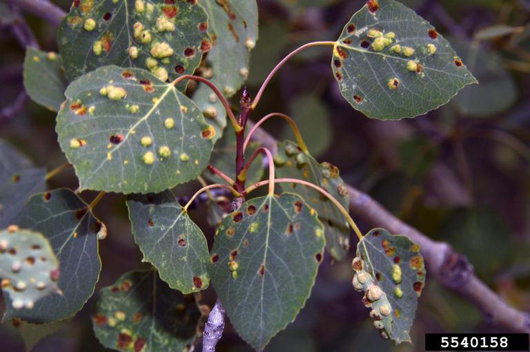 Eriophyid mite (Phyllocoptes populi (Napela, 1891))