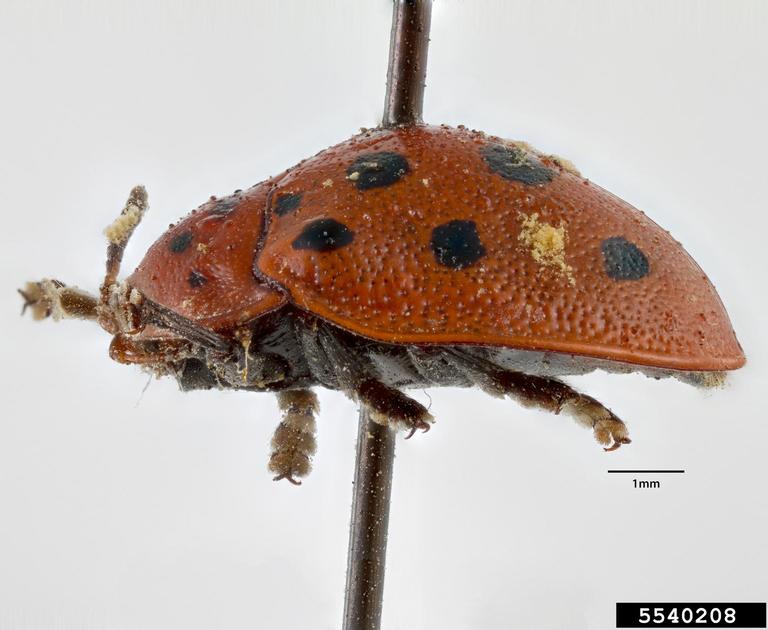 argus tortoise beetle (Chelymorpha cassidea (Fabricius, 1775))