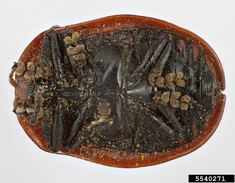 argus tortoise beetle (Chelymorpha cassidea (Fabricius, 1775))