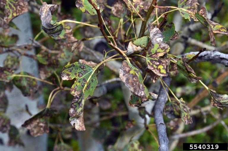aspen/poplar (Genus Populus L.)