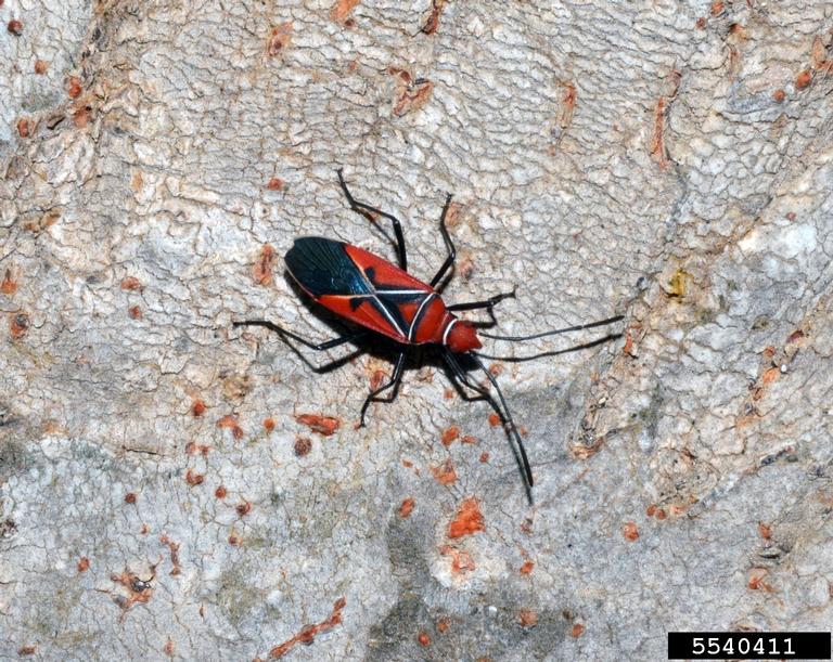 St. Andrew's cotton stainers (Dysdercus andreae (Linnaeus, 1758))
