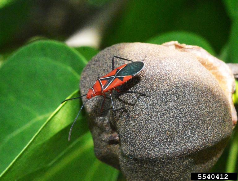 St. Andrew's cotton stainers (Dysdercus andreae)