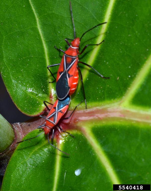 St. Andrew's cotton stainers (Dysdercus andreae (Linnaeus, 1758))