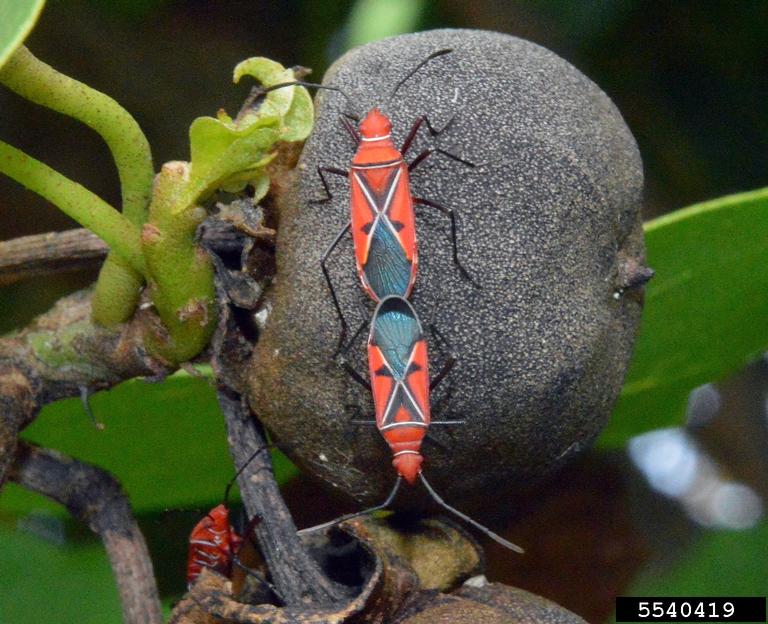 St. Andrew's cotton stainers (Dysdercus andreae (Linnaeus, 1758))