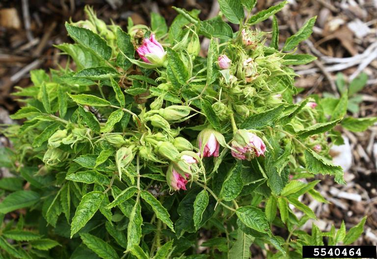 rose rosette disease (RRD) (Emaravirus Rose rosette disease)