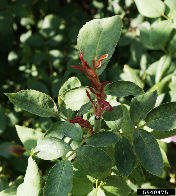 rose rosette disease (RRD) (Emaravirus Rose rosette disease)