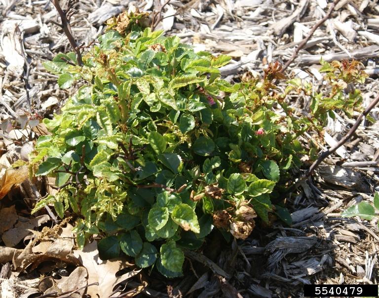 Rose rosette virus (RRV) (Emaravirus Rose rosette virus)