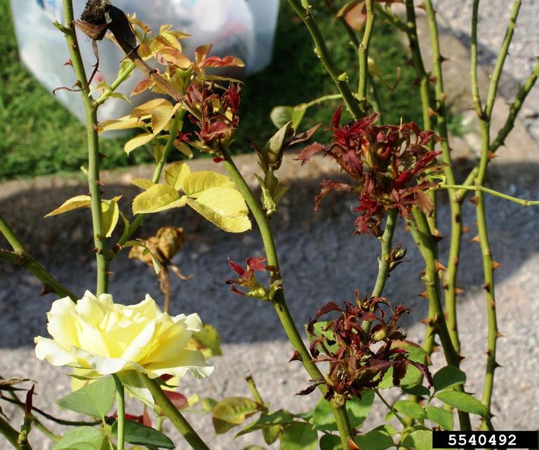 rose rosette disease (RRD) (Emaravirus Rose rosette disease)