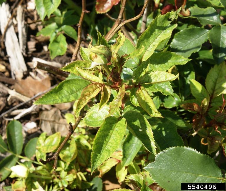 rose rosette disease (RRD) (Emaravirus Rose rosette disease)