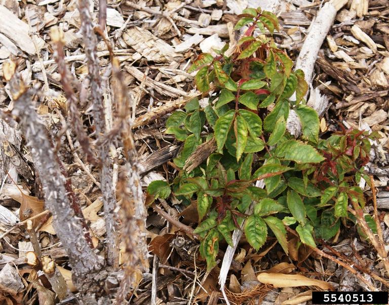 rose rosette disease (RRD) (Emaravirus Rose rosette disease)
