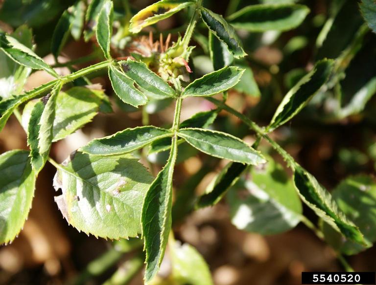 Rose rosette virus (RRV) (Emaravirus Rose rosette virus)
