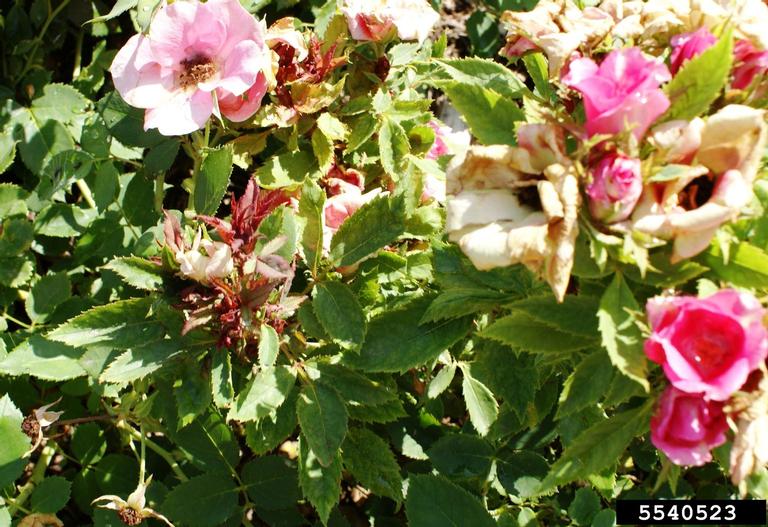 rose rosette disease (RRD) (Emaravirus Rose rosette disease)