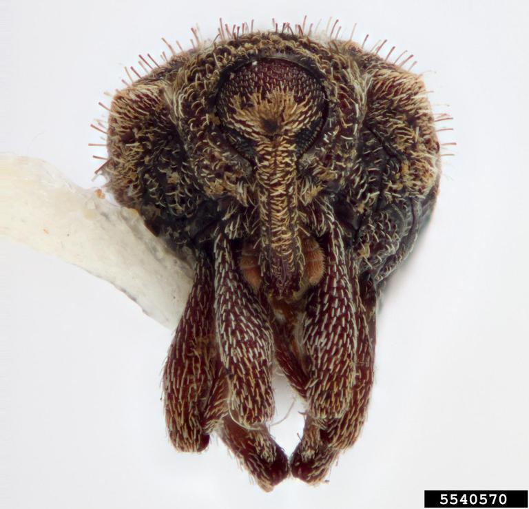 Weevil (Conotrachelus parvicollis Champion)