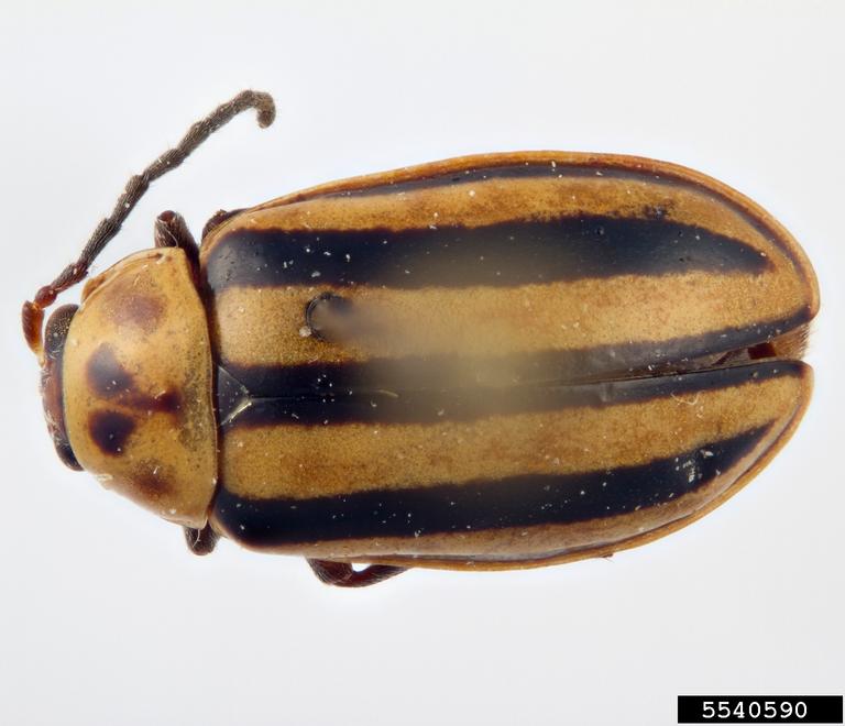 flea beetle (Disonycha fumata)