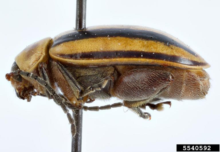 flea beetle (Disonycha fumata LeConte)