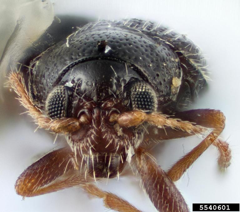 potato flea beetle (Epitrix cucumeris)
