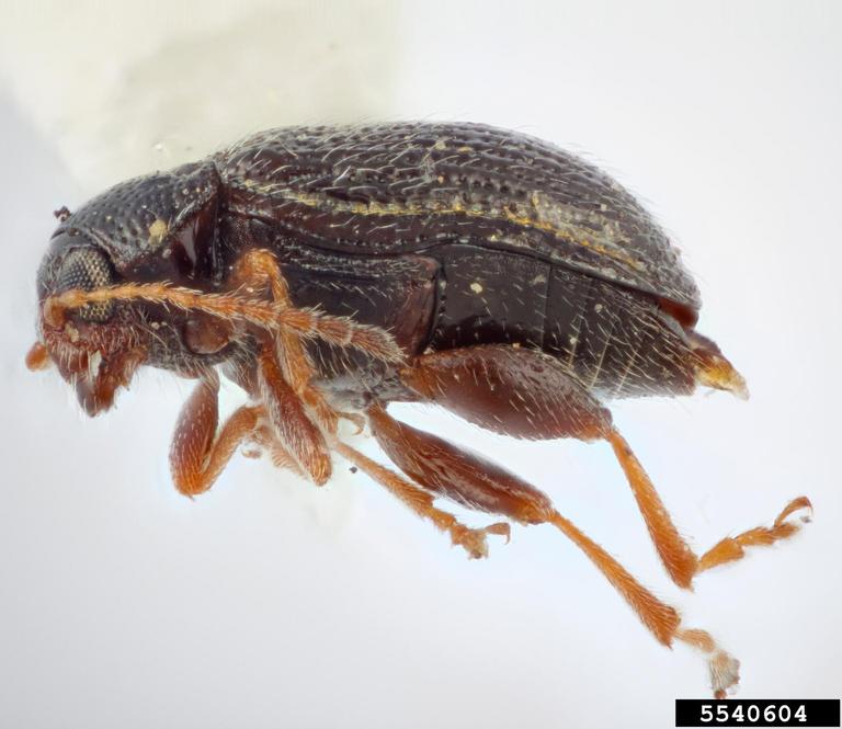 potato flea beetle (Epitrix cucumeris)