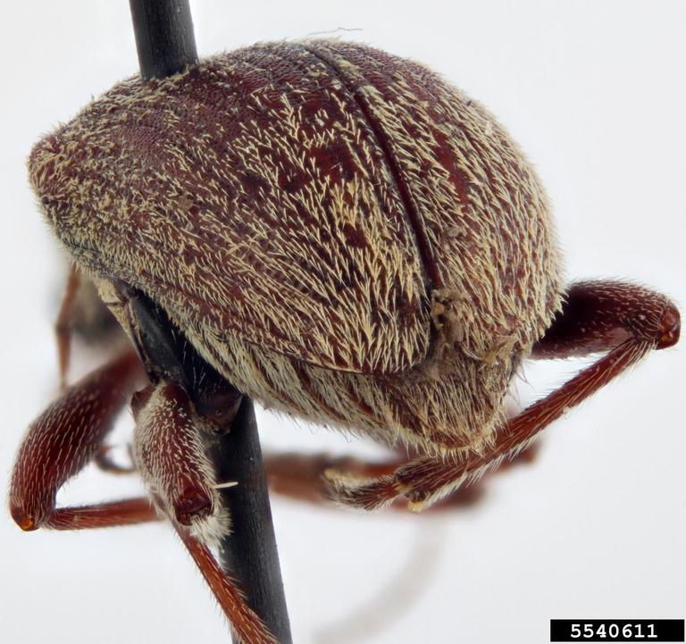 grape rootworm (Fidia viticida Walsh, 1867)
