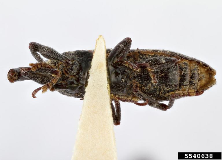 Weevil (Lixus nitidulus Casey)
