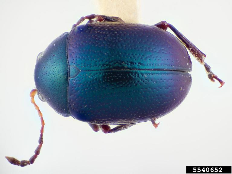 leaf beetle (Nodonota tristis ) on alfalfa (Medicago sativa ) - 5540652