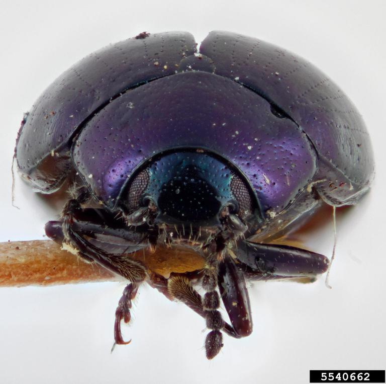 leaf beetle (Phaedon cyanescens Stal)