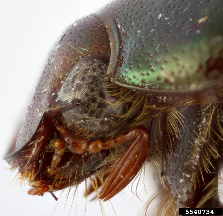 scarab beetle (Anomala cincta ssp. polychalca Bates)