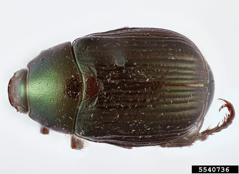 scarab beetle (Anomala cincta ssp. polychalca Bates)